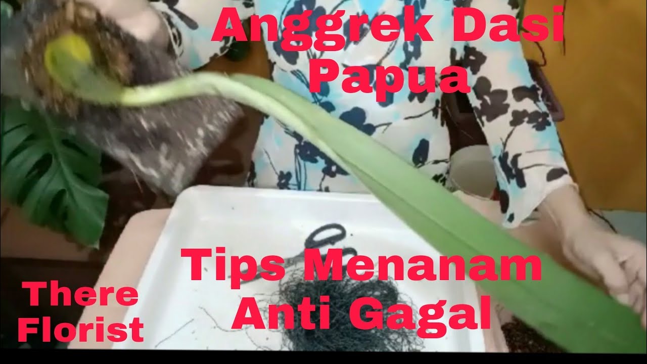 Anggrek Dasi Papua, Anggrek Langka,Tips menanam Anti Gagal/ Papua Tie ...