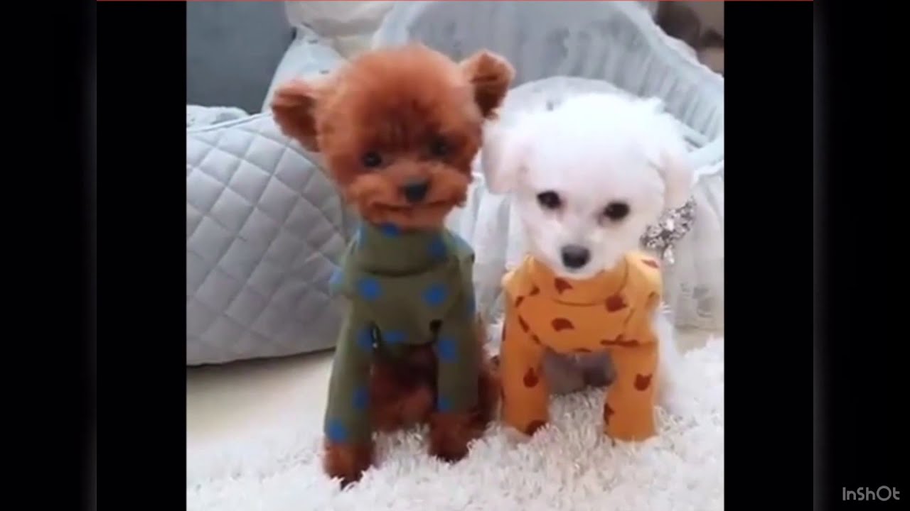 Cute and Caring Animal compilations - YouTube