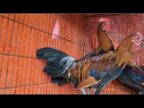 Gà rừng tơ nhà ông đang tập gáy. Me nyuam lau qaib qus zoo nkauj kaws li - YouTube