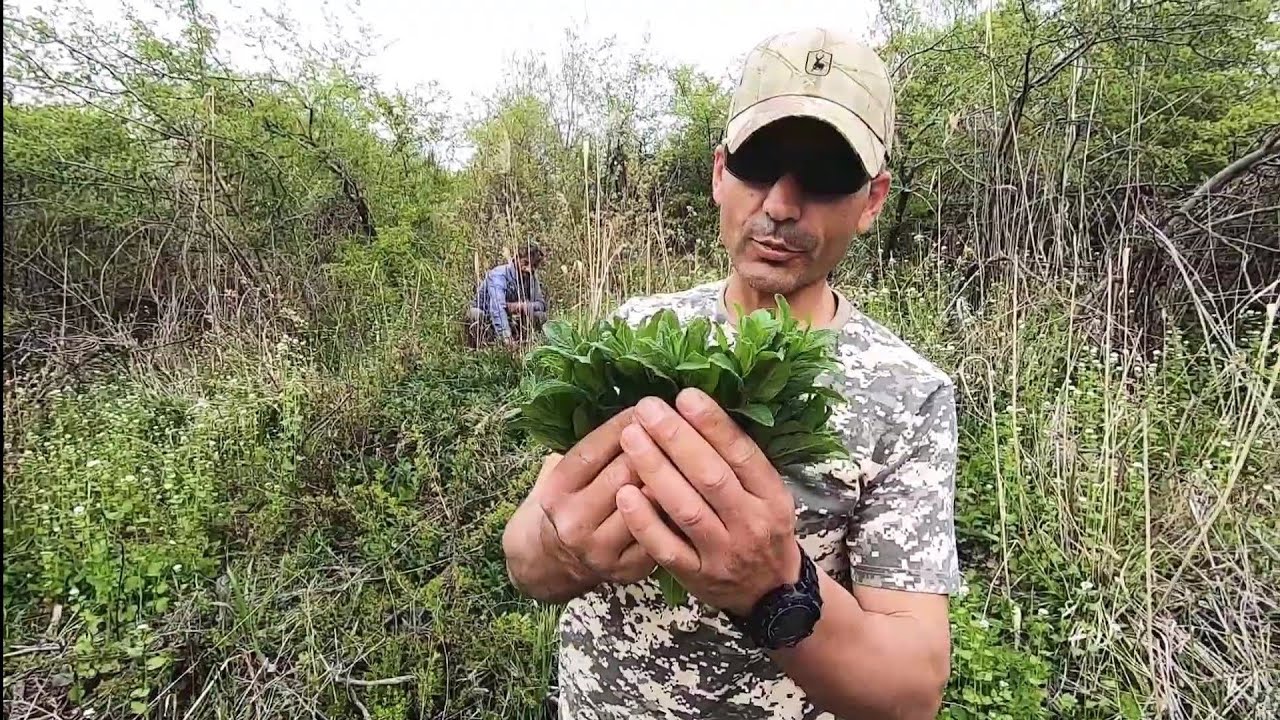 Yarpuz Otu, Pung, Filiskin Otu, Yabani Nane, Şifalı Bitkiler, Mentha ...