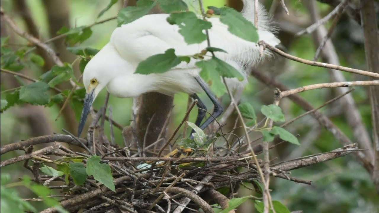 1. The View of Breeding Progress by Water-birds: Great Egrets, Snowy ...