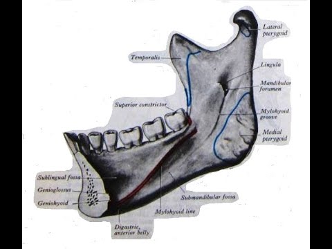 Dr Arunabha Tapadar's Anatomy Class - Mandible Internal Surface - YouTube