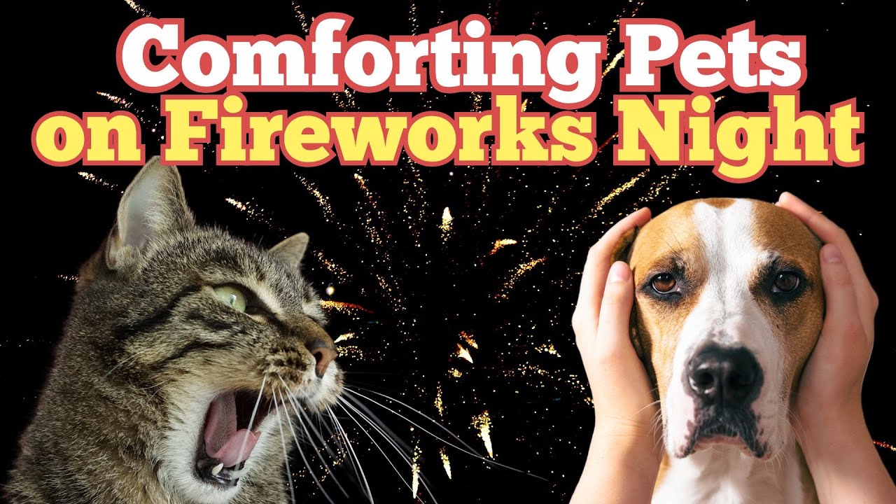 How to Prepare Your Pets for Fireworks Night - YouTube