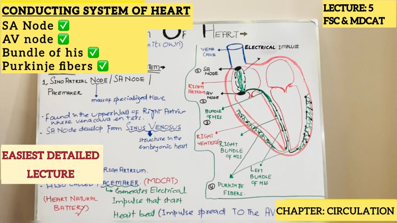 Conducting system of heart Sinoatrial node AV node, Bundle of his ...