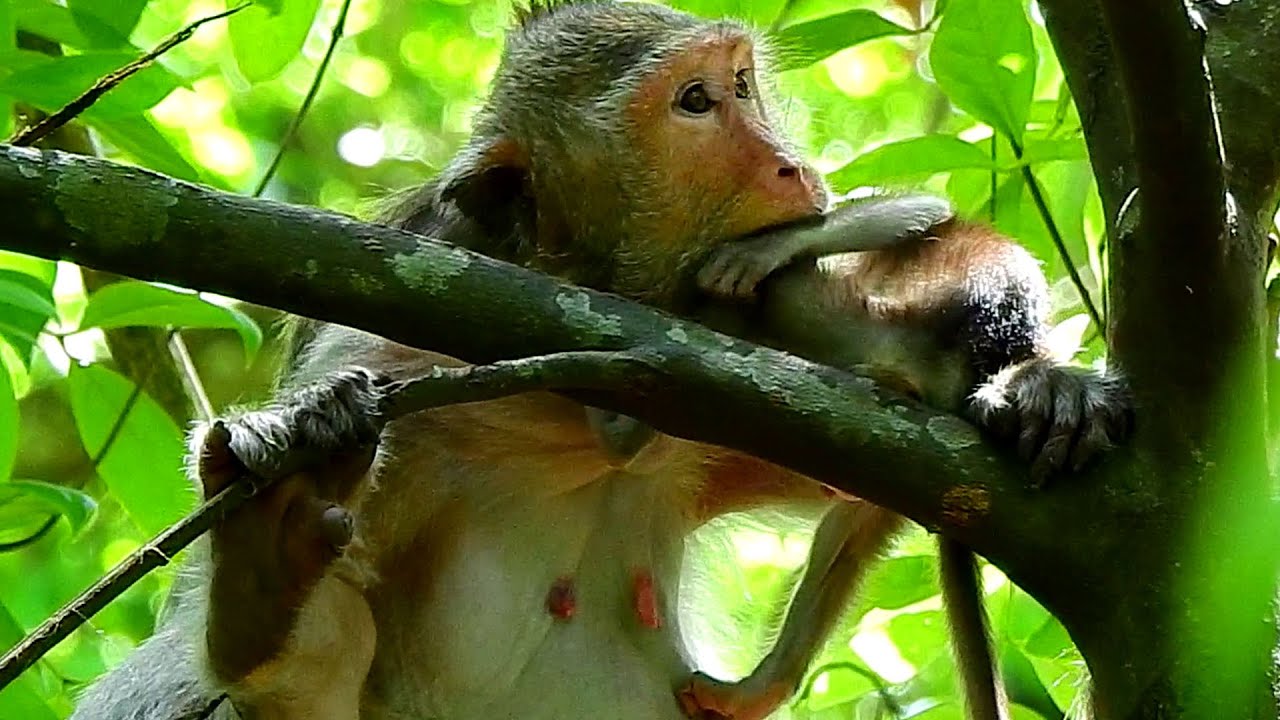 OMG! So sad..A little monkey asking milk but old mother monkey not ...