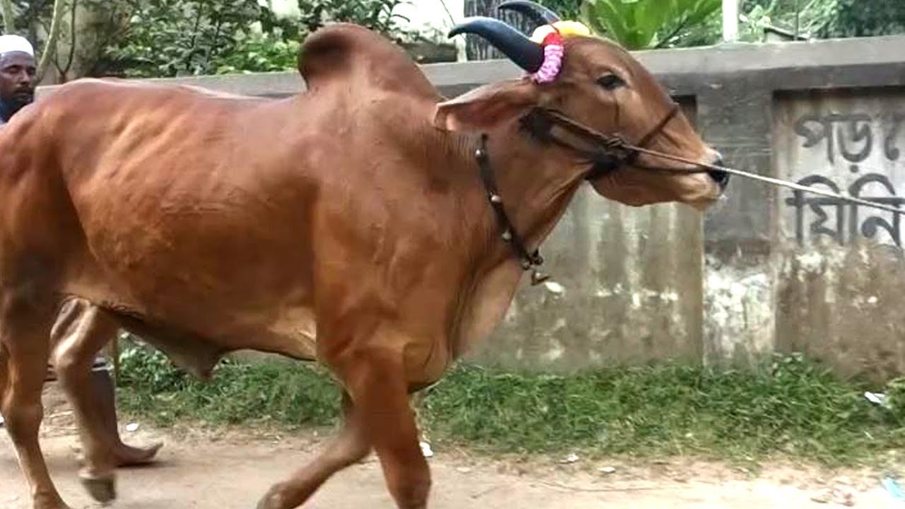 Big Qurbani Cow 2014