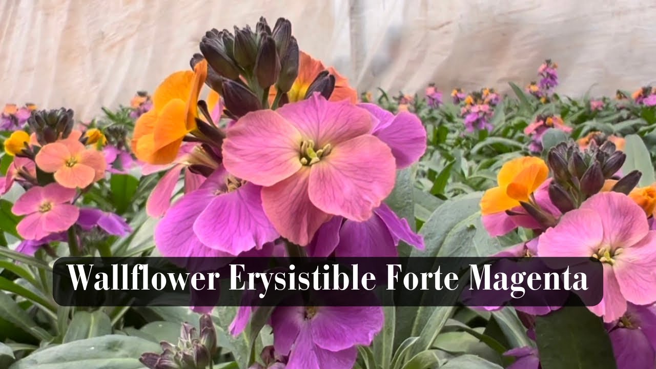 Wallflower Erysistible Forte Magenta - YouTube