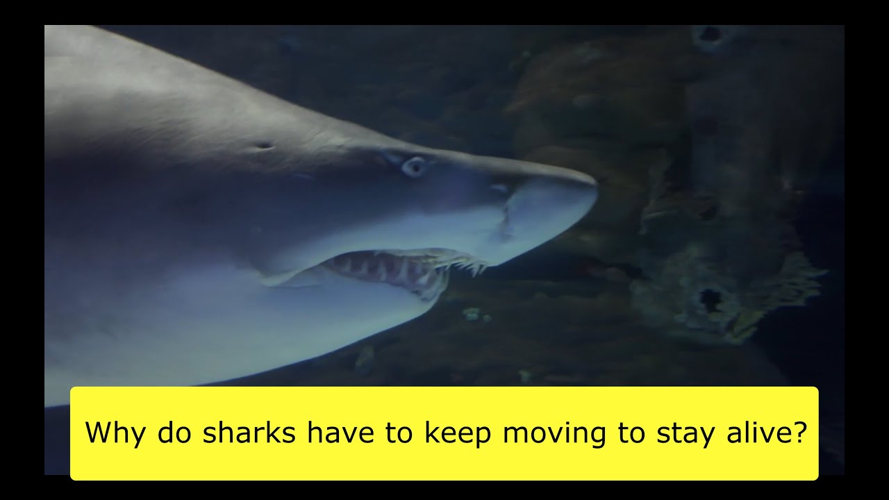Why do sharks have to keep moving to stay alive? - YouTube