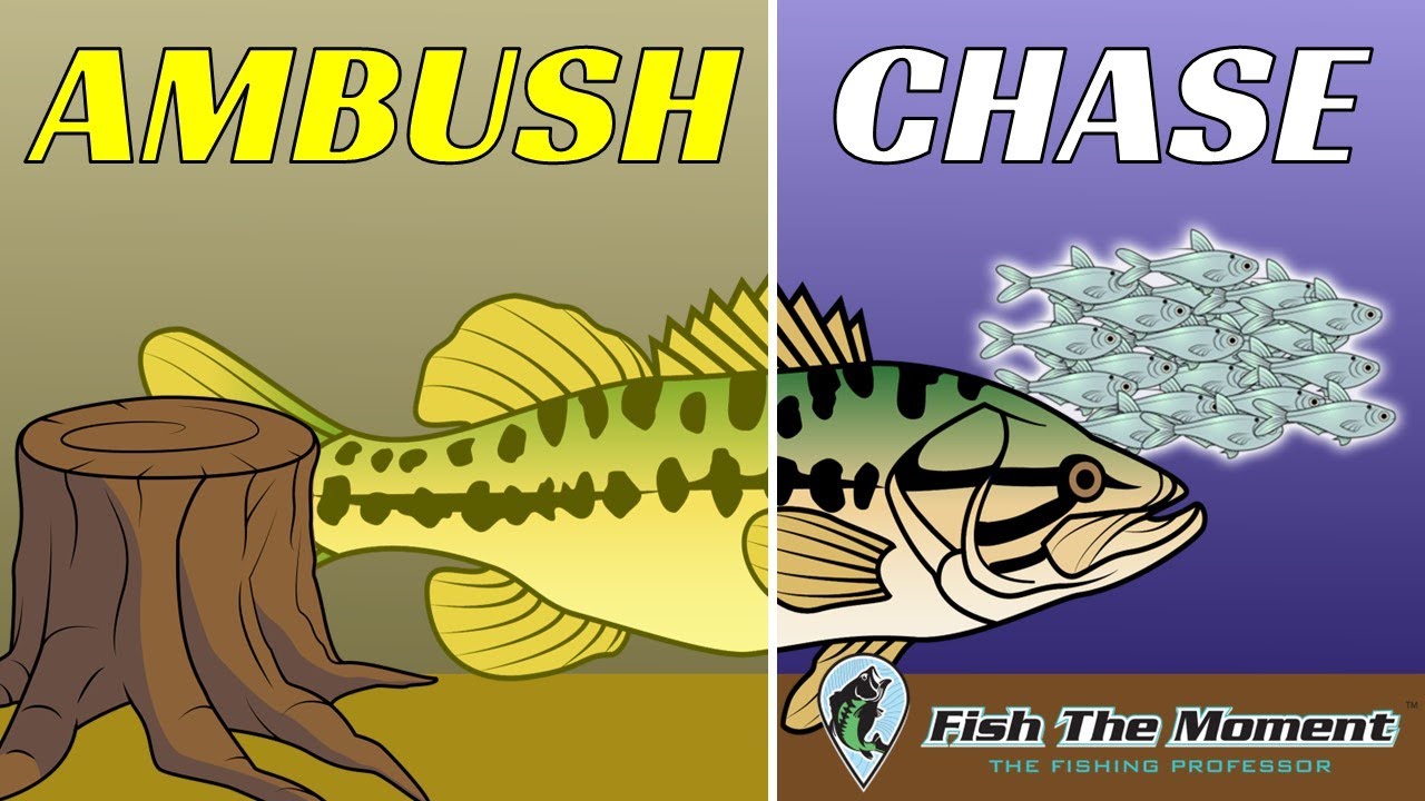 This Discovery About Bass Behavior Changed My Fishing Forever! - YouTube