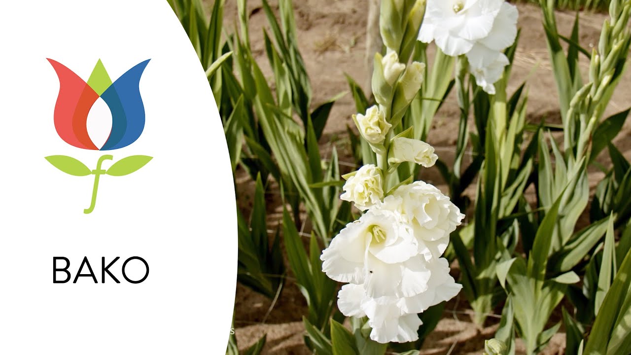 GLADIOLUS - BAKO - YouTube