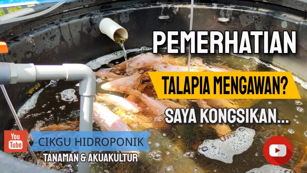 IKAN TALAPIA MENGAWAN KE DALAM SISTEM RAS? - YouTube