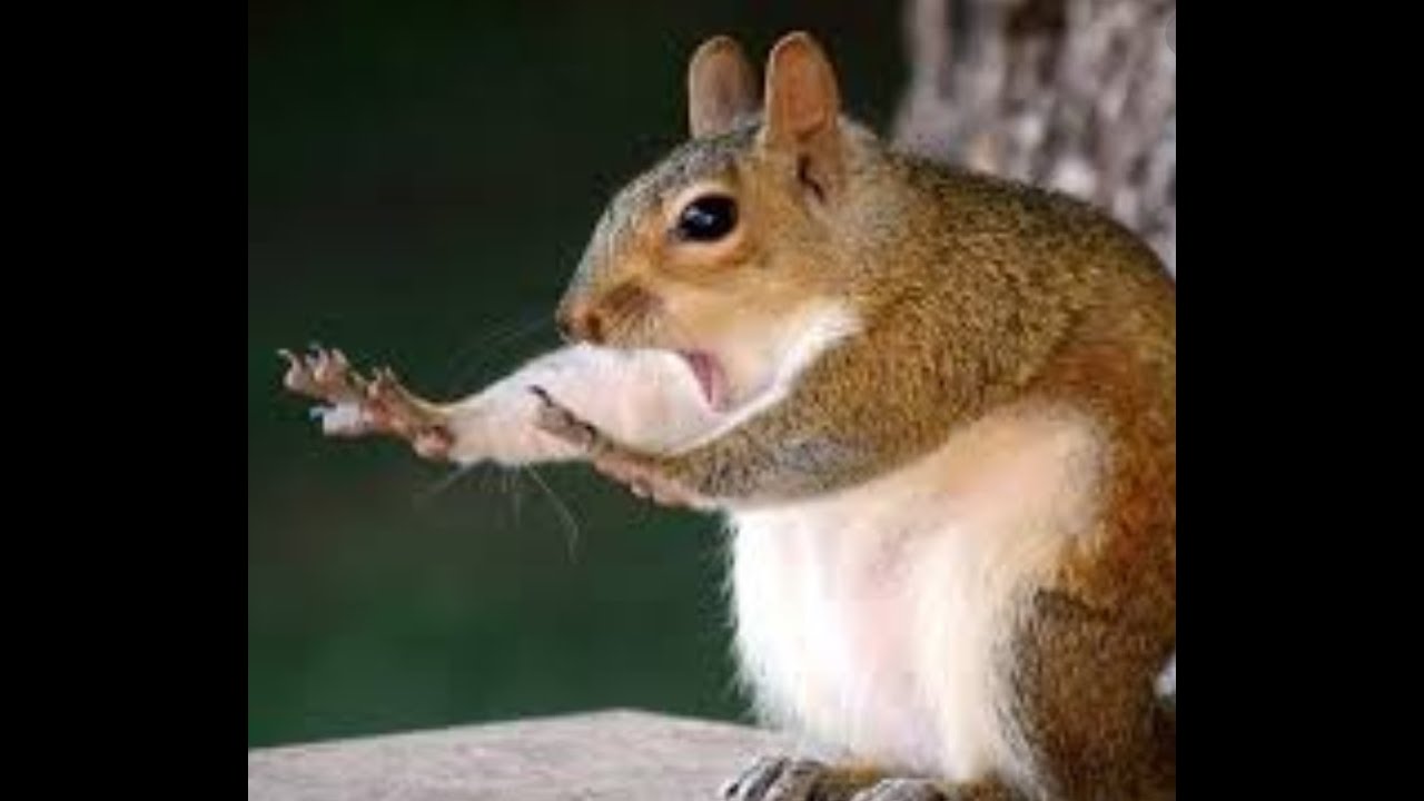 Squirrel Escape - YouTube