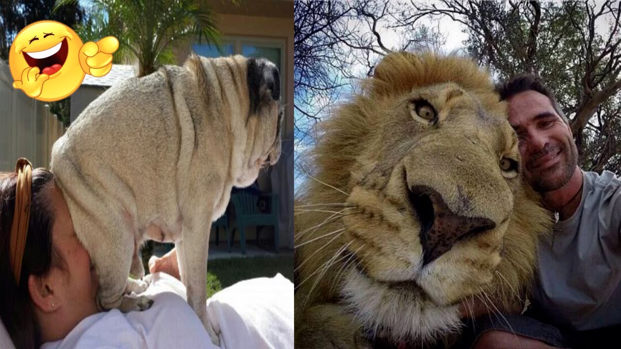 Animals' Fascinating Obsession with Their Humans - YouTube