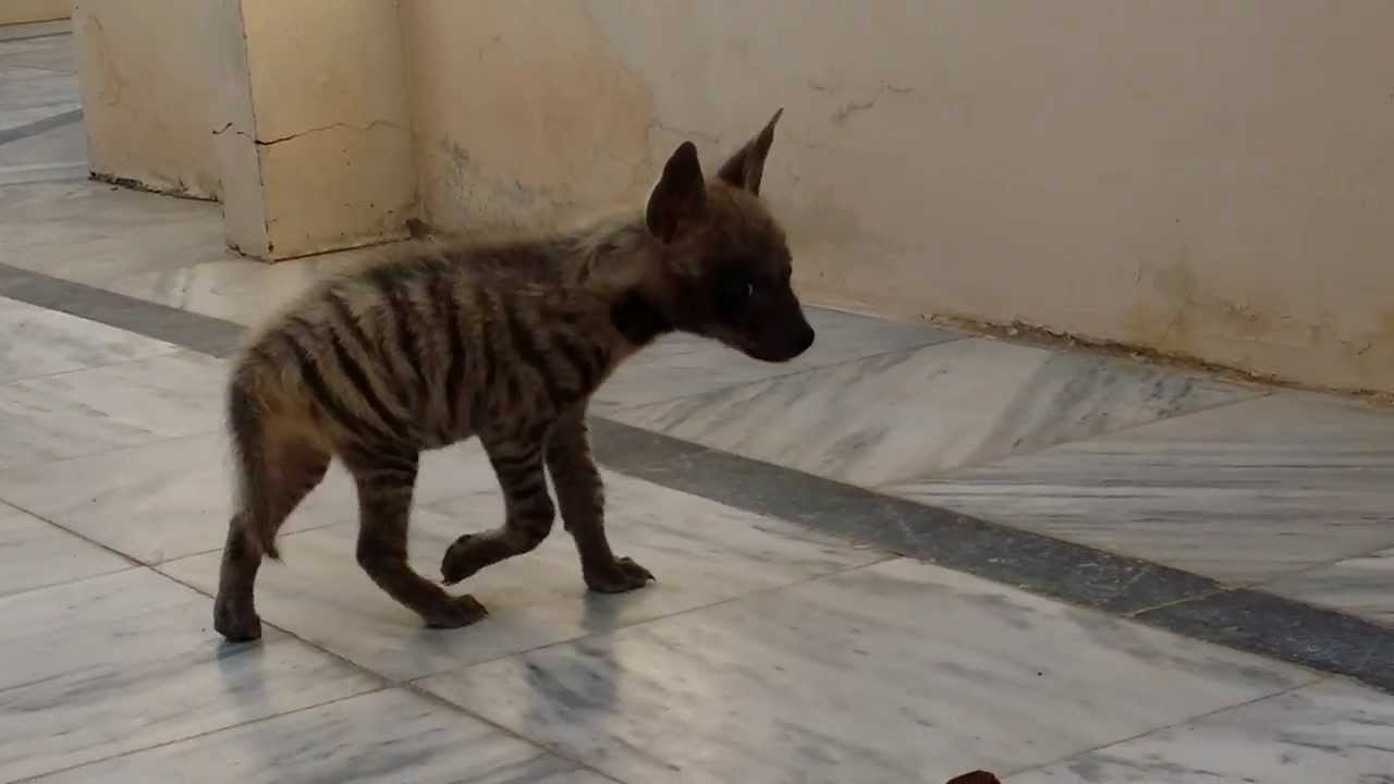 ضبع مخطط - Friendly striped hyena - YouTube