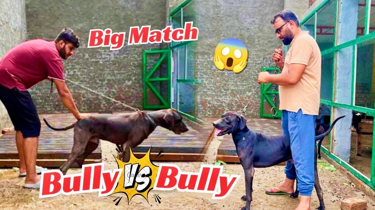 Bully Dog Max ka Heavy Bully Dog Sy Challenge Match Fix Hogya 😱 - YouTube