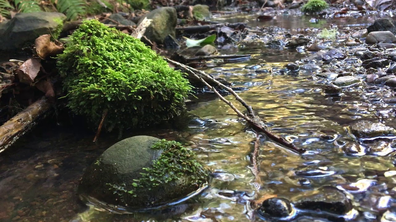 Mossy rock stream - YouTube