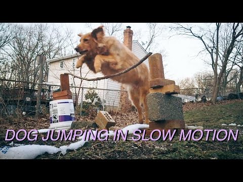 DOG JUMPING IN SLOW MOTION - YouTube