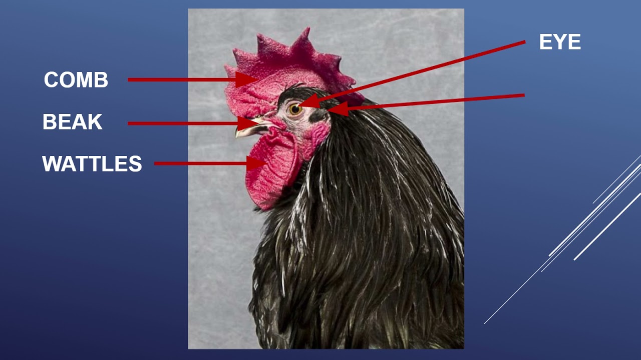 External Anatomy of Poultry - YouTube