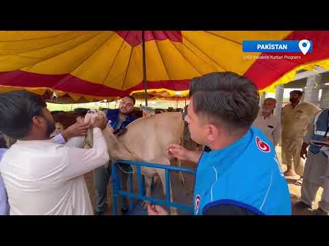 Emanet bilinciyle kurbanlık seçimlerimiz sürüyor