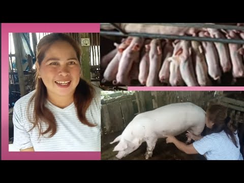 Paano pumili ng gagawing inahing baboy/ Ano ang magandang mga katangian ...