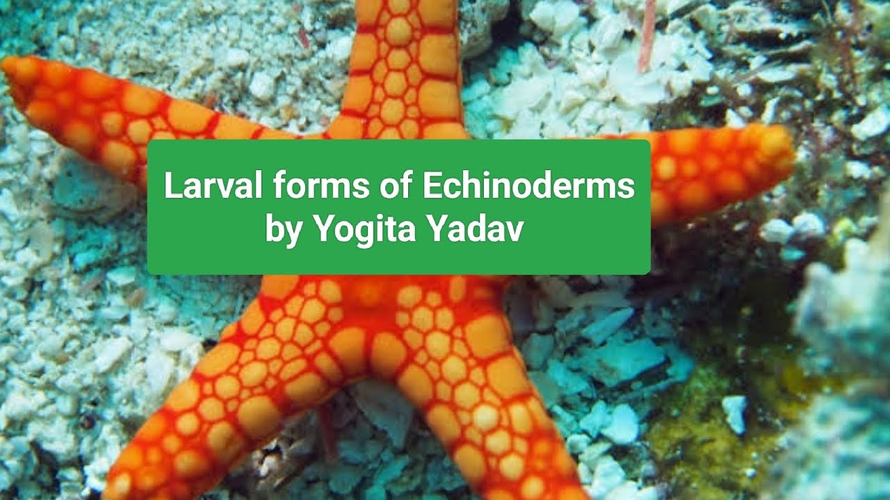 Larval forms of Echinoderms by Yogita Yadav #easy explanation with ...