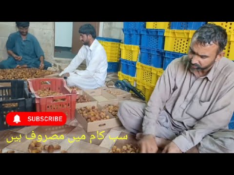 How to Pack Dates | Work And Packing | Saudi Arabia City Ghasem - YouTube