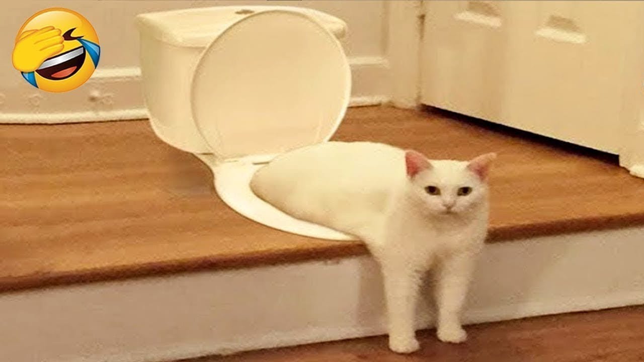 Crazy Cats Being Crazy: Try Not To Laugh! Funny Cats Part 7 - YouTube