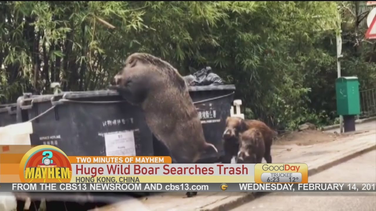 Wild Boar Trash Can - YouTube