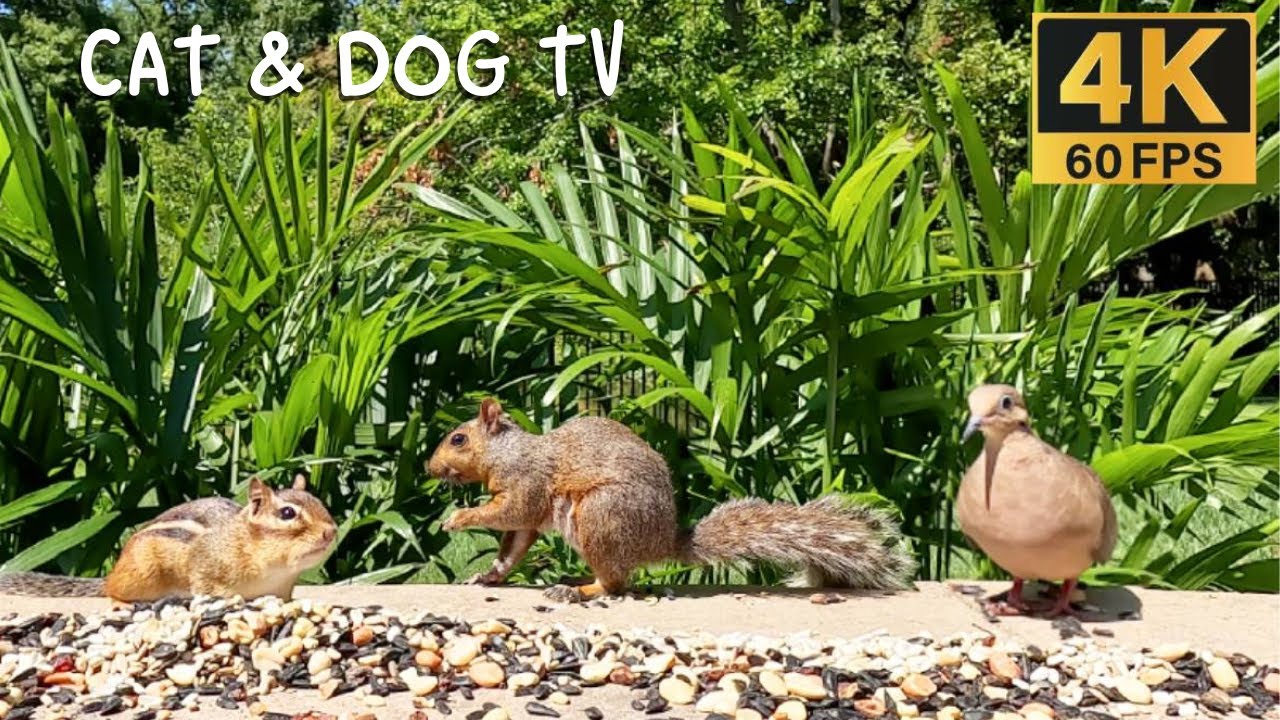 Nature Escape with Birds, Squirrels and More 😸 Cat TV for Cats to Watch ...