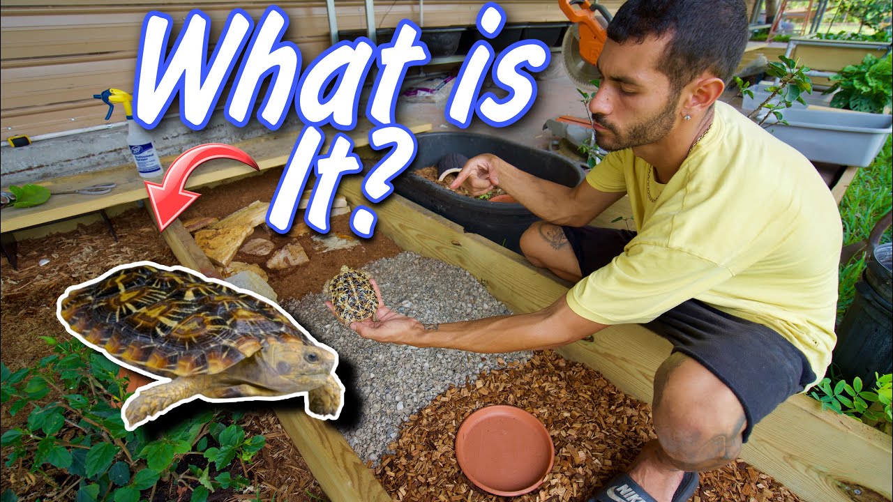 RARE FLAT TORTOISE GETS NEW and IMPROVED HOME! - YouTube