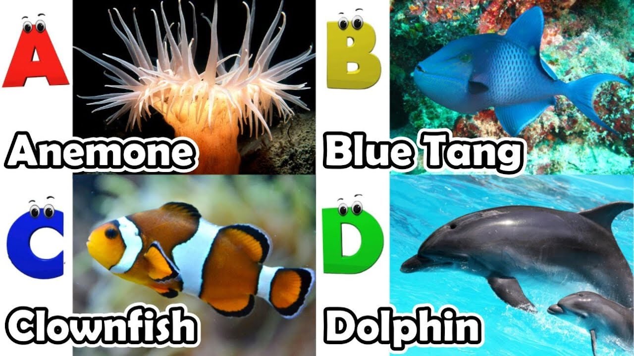 ABC Under the Sea Song | Sea Animals song | Learn English, Alphabets ...