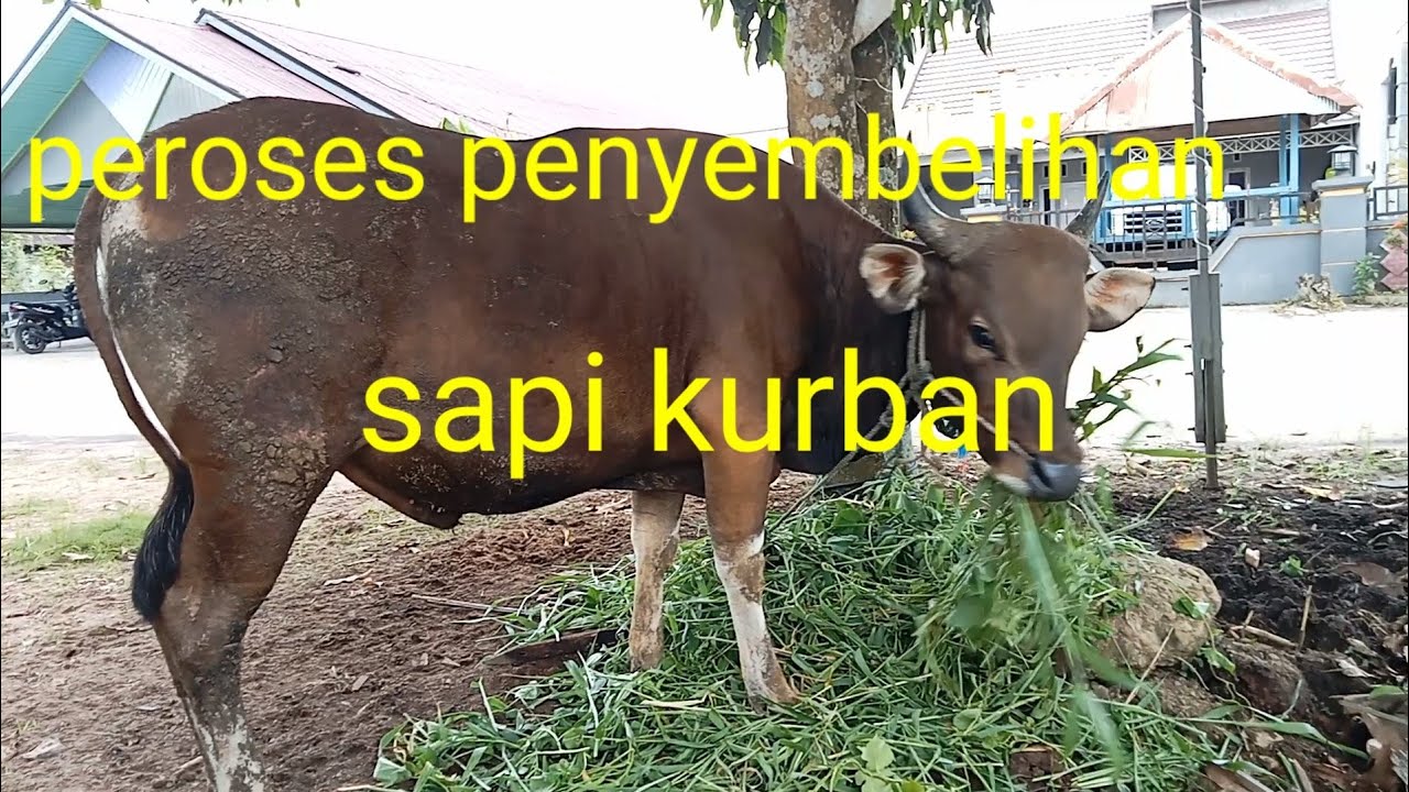 proses penyembelihan sapi kurban - YouTube