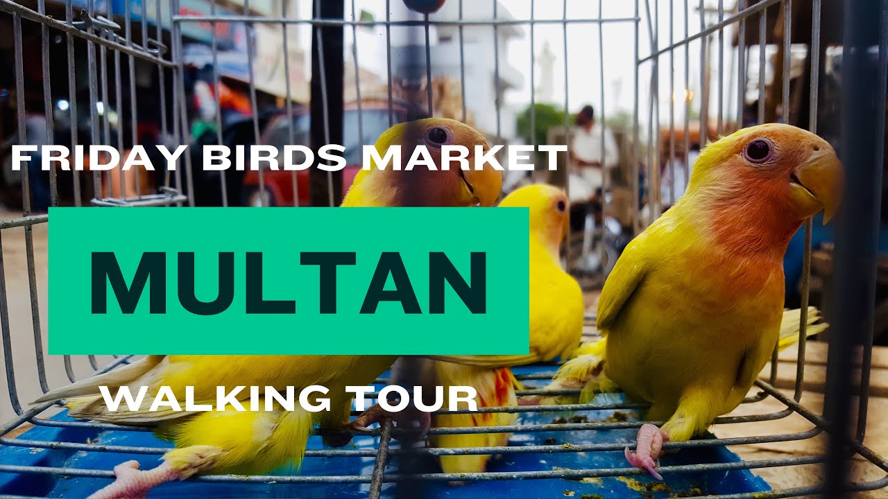 Multan Friday Birds Market New Update Price | Gudary Multan City ...
