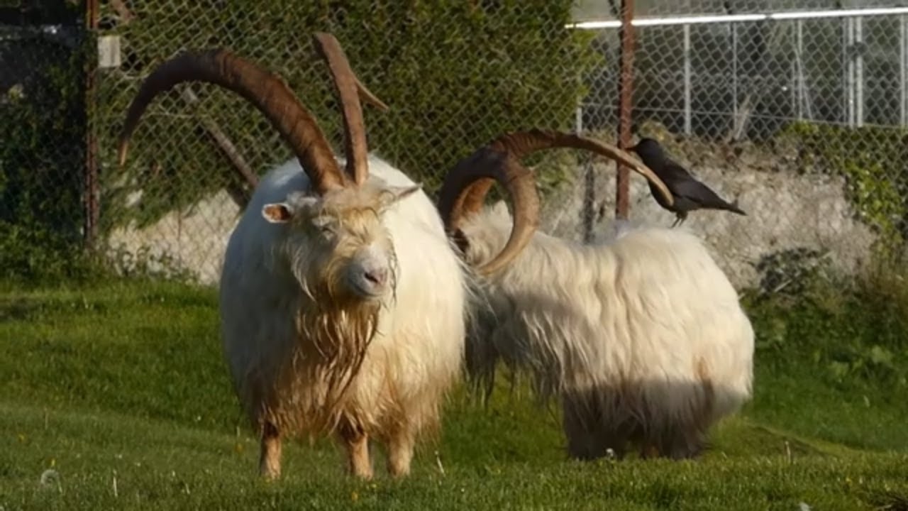 Jackdaws plucking goat fur to line their nests - YouTube