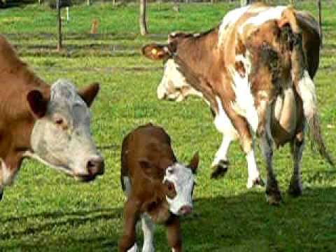 Simmental calves