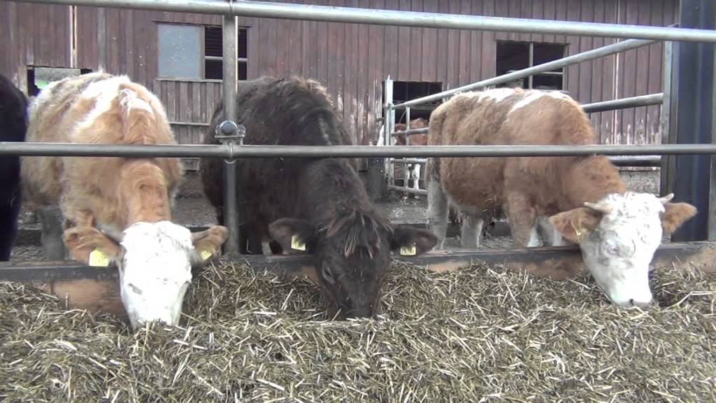 Die Rinder-Ranch im Kanton Aargau - YouTube