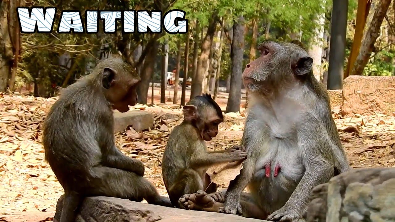 Teen Monkey Janet sitting in front of Mom waiting for a good chance to ...