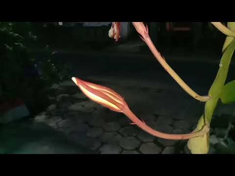 detik detik mekarnya bunga wijaya kusuma - YouTube