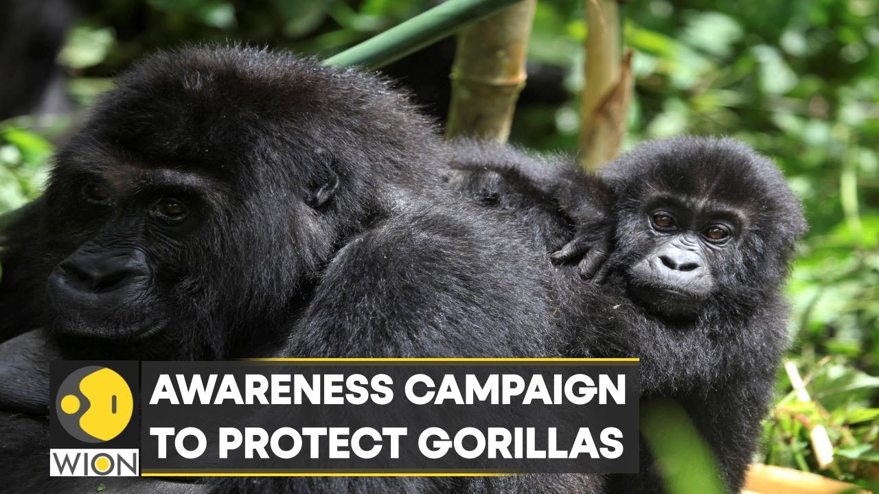 Mountain Gorillas Habitat Loss