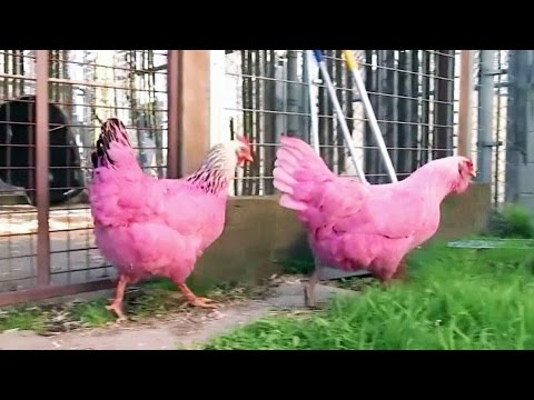 15 Shocking Pink Creatures - YouTube