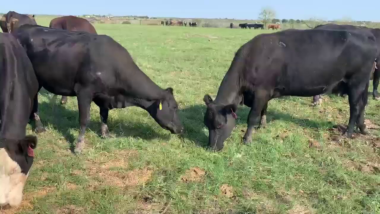 20 black and black motley face/baldy heavy bred cows and pairs, #1005 ...
