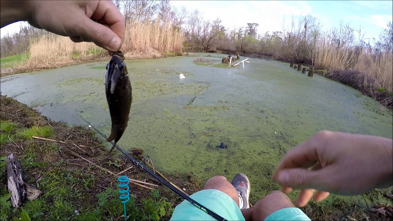Bluegills and Goggle eyes at Ruddock Louisiana. a cat too - YouTube