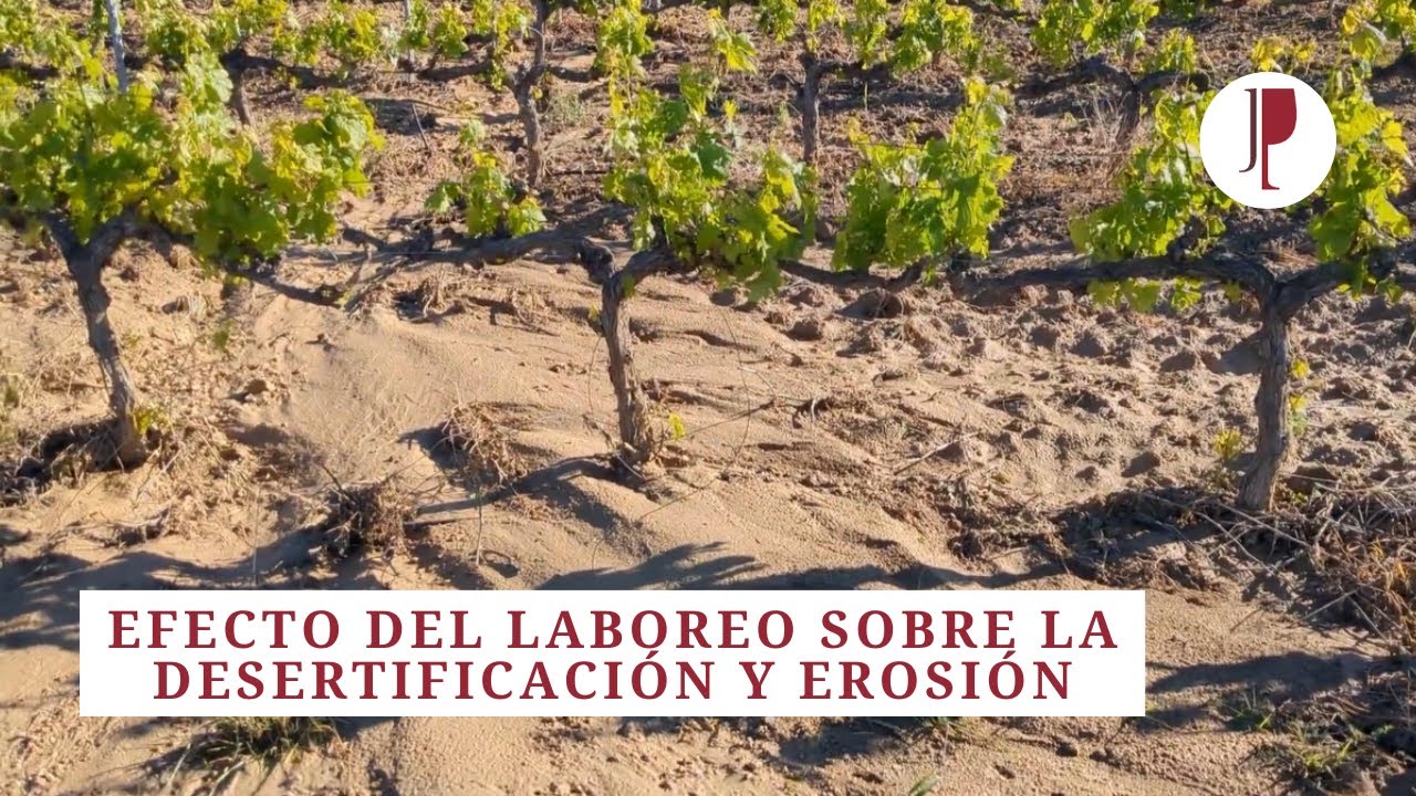 Efecto del laboreo sobre la desertificación y erosión de los viñedos ...