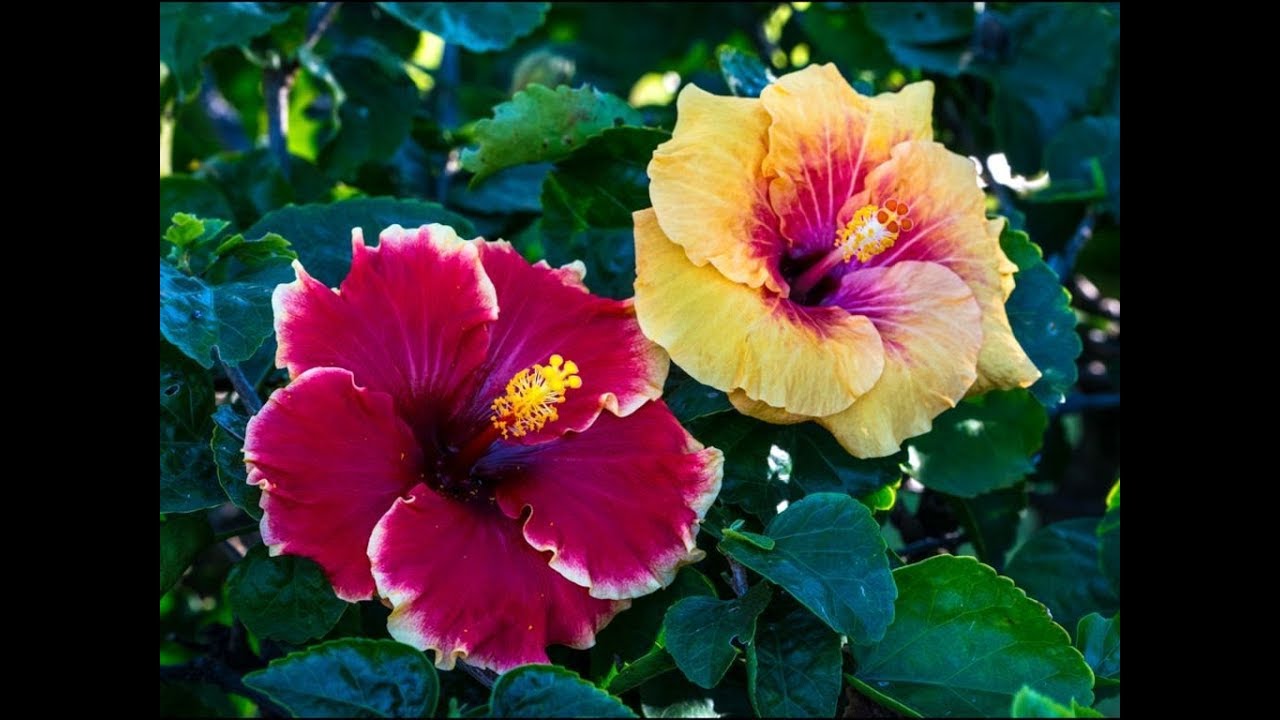 Amazing and Most Beautiful Multicolored Hibiscus Flowers - YouTube