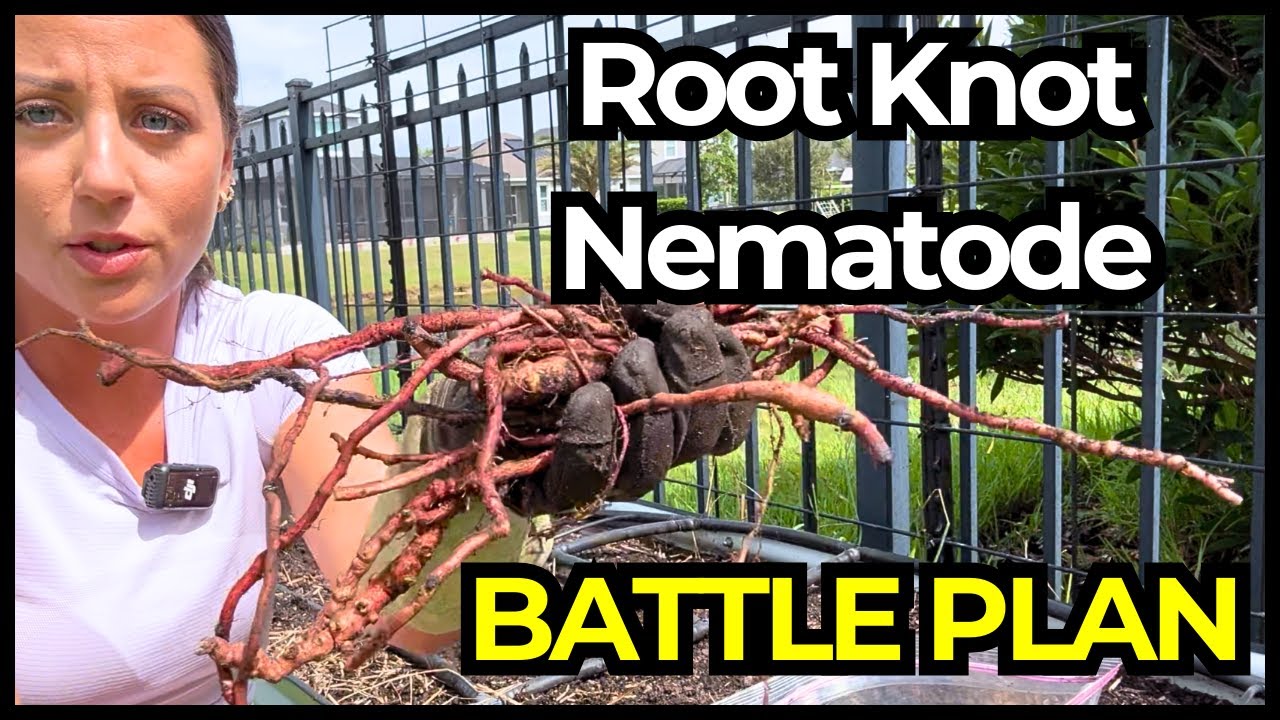 How a Nematode Soil Test is Influencing My Root Knot Nematode ...