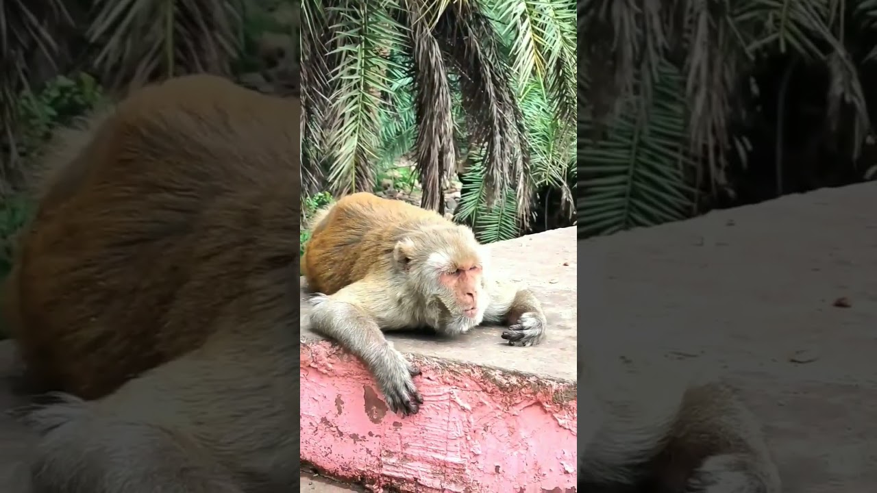 Monkey Funny videos 😍#shorts #monkeyshorts @Blue Monkey - YouTube