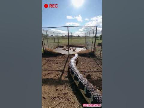 giant python attacks ducks - YouTube