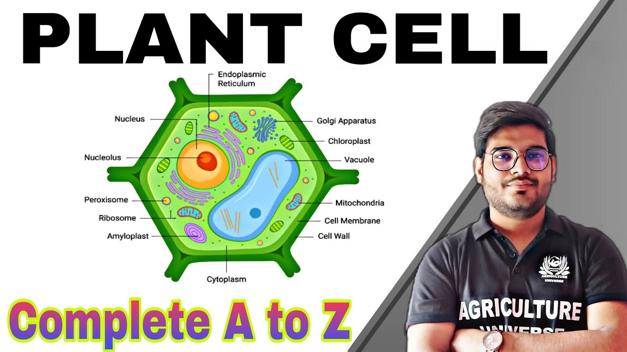 Plant cell definition || plant cell explanation || plant cell function ...