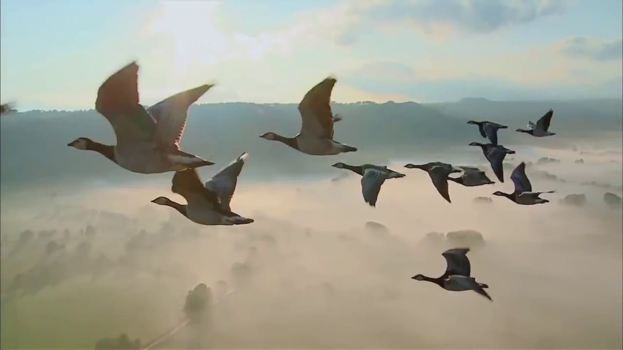 IFPC 雁行理論 Geese Theory - YouTube