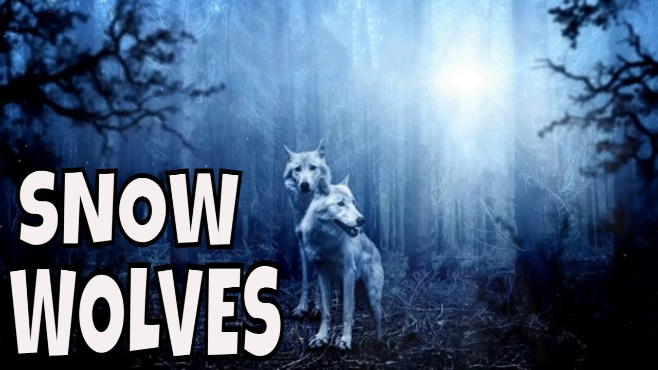 Snow Wolves For 8 Hours - YouTube